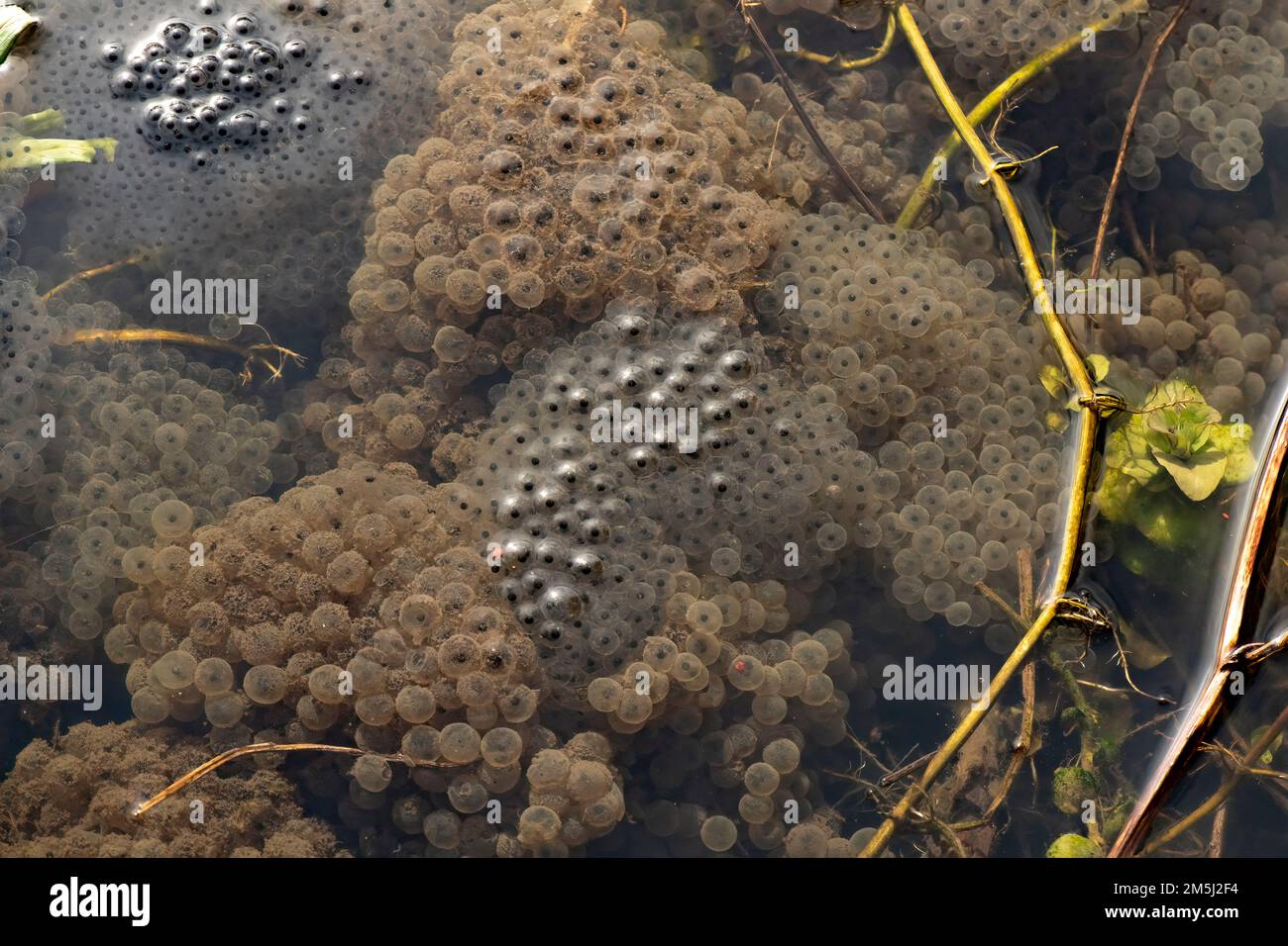 frogspawn in a cluster, close up in a pond Stock Photo - Alamy