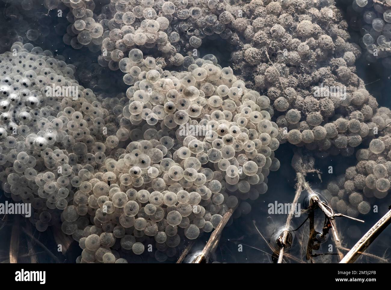 Toad life cycle hi-res stock photography and images - Alamy