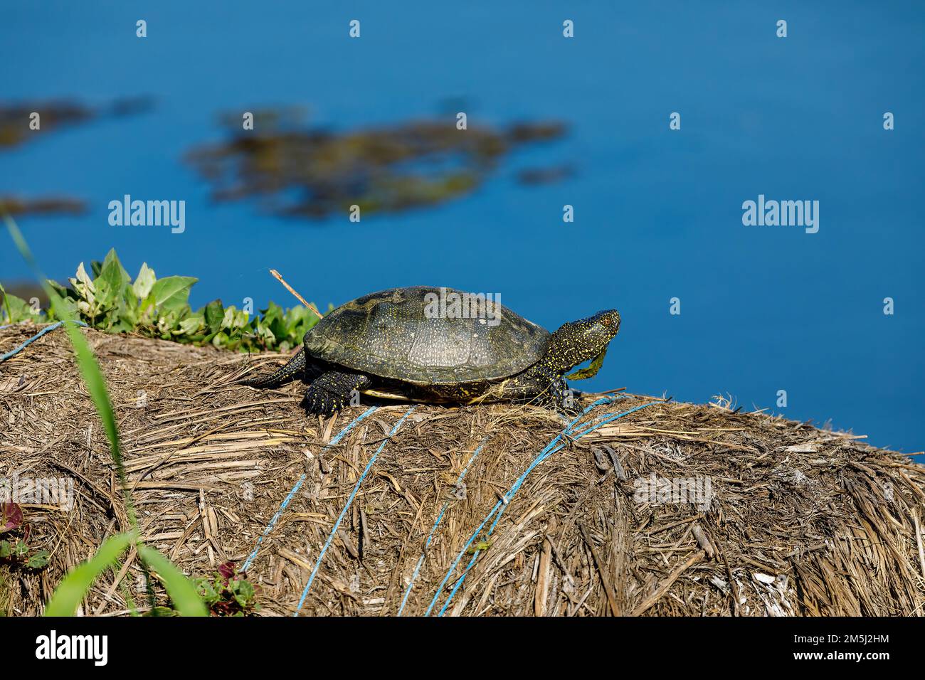 A european pond turtle in the swamps of the danube delta Stock Photo ...
