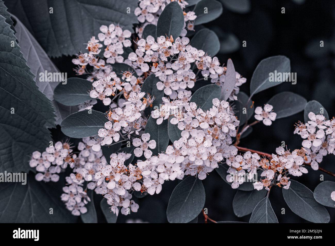 Chinese haw in bloom at the arboretum Stock Photo - Alamy