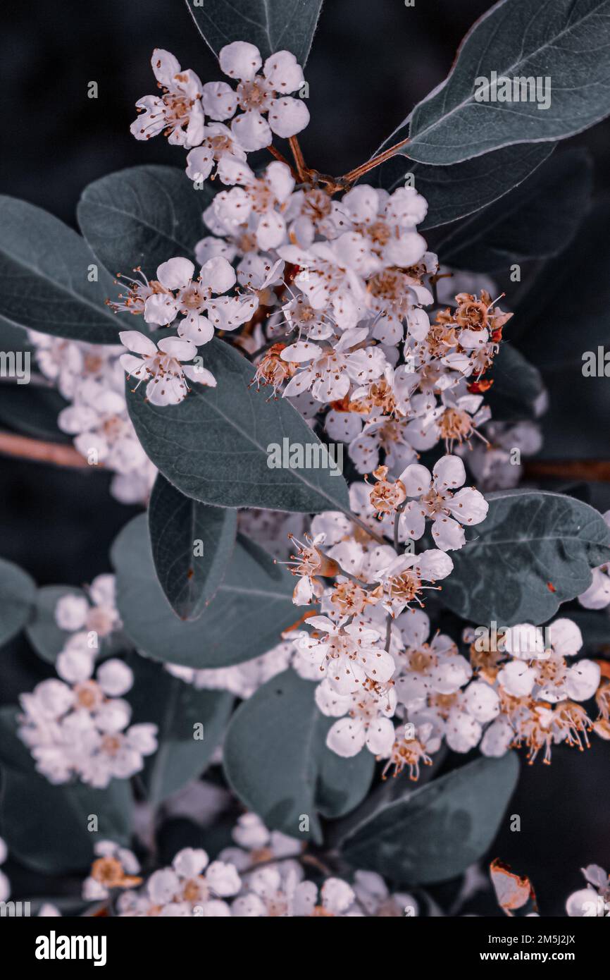 Chinese haw in bloom at the arboretum Stock Photo - Alamy