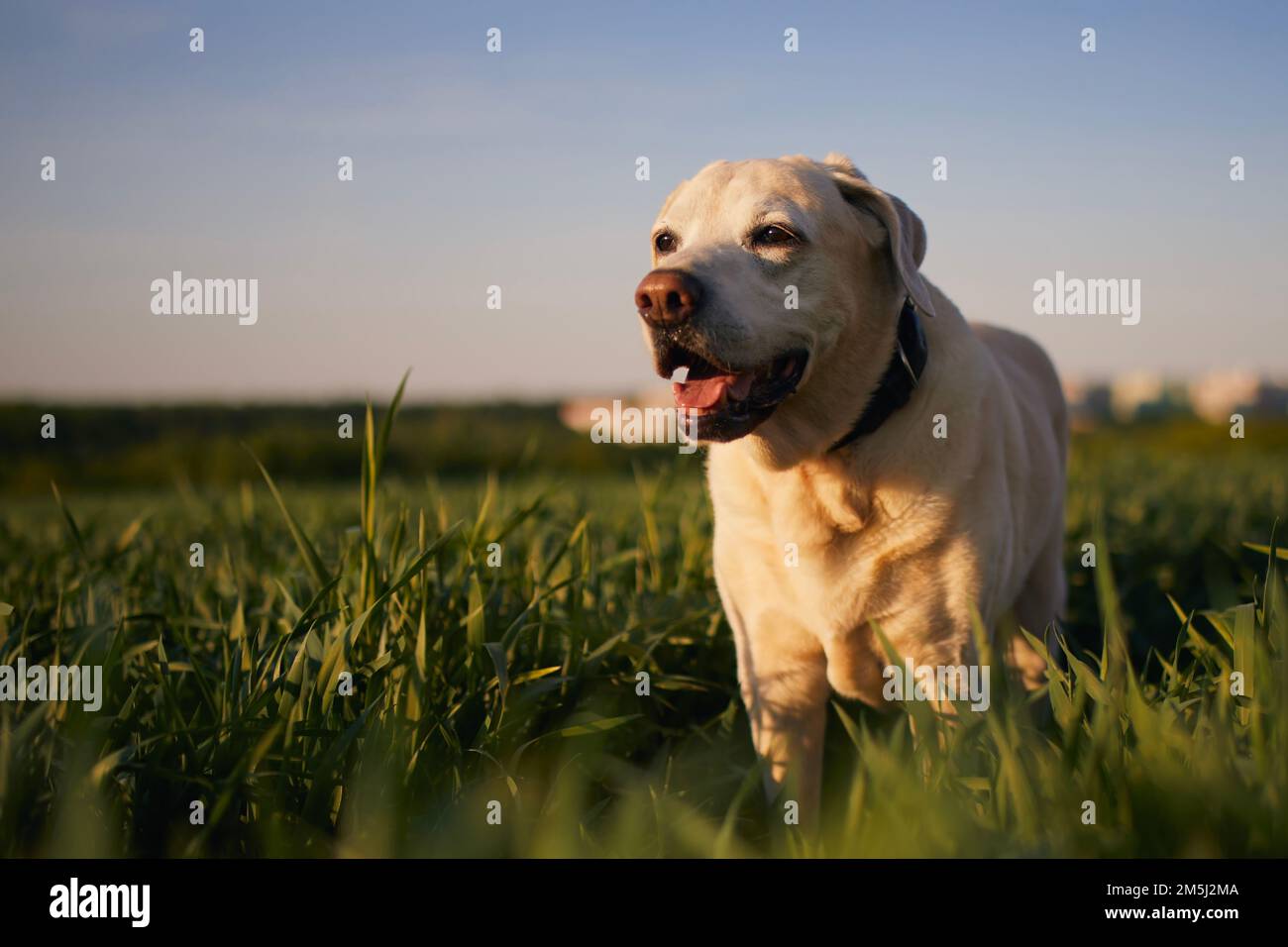 Happy dog in spring nature. Contented old labrador retriever during ...