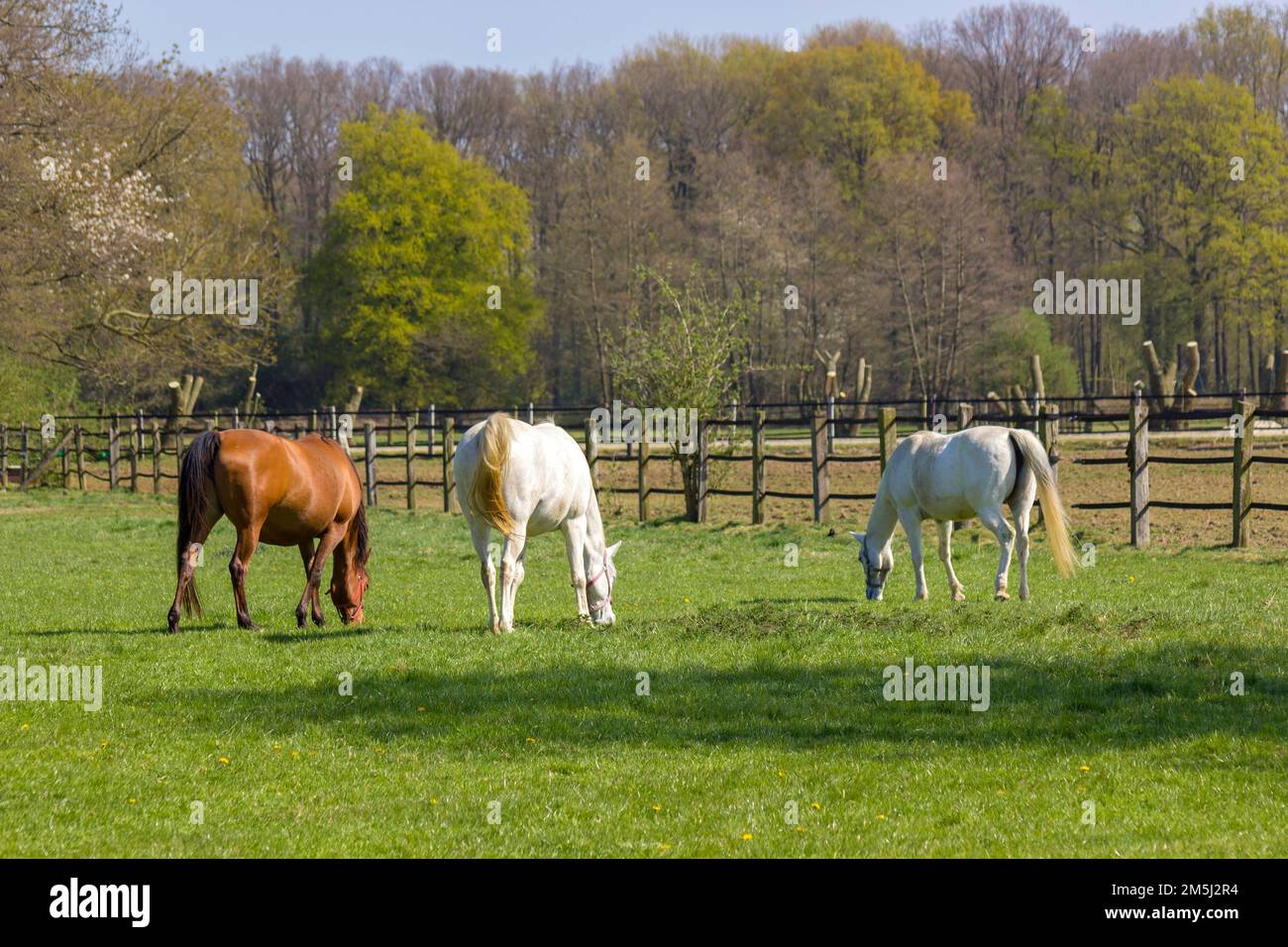 Horses on a spring pasture; Germany Stock Photo - Alamy