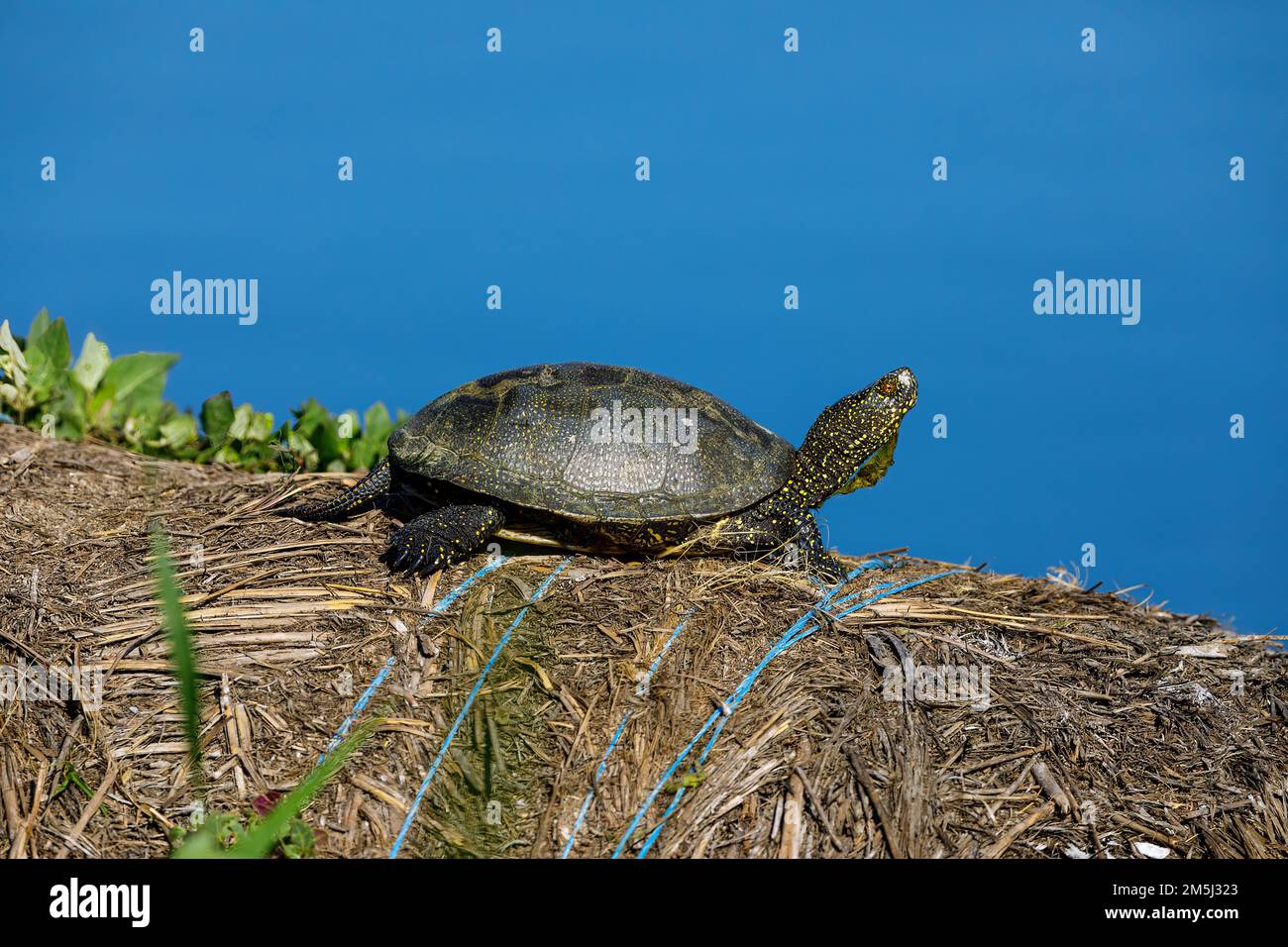 A european pond turtle in the swamps of the danube delta Stock Photo ...