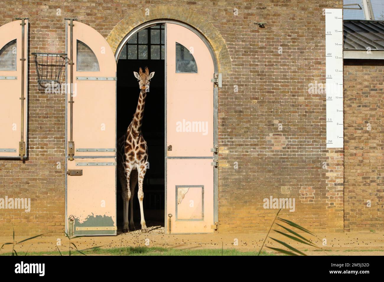 A tall giraffe standing behind the doors of a zoo brick building during ...