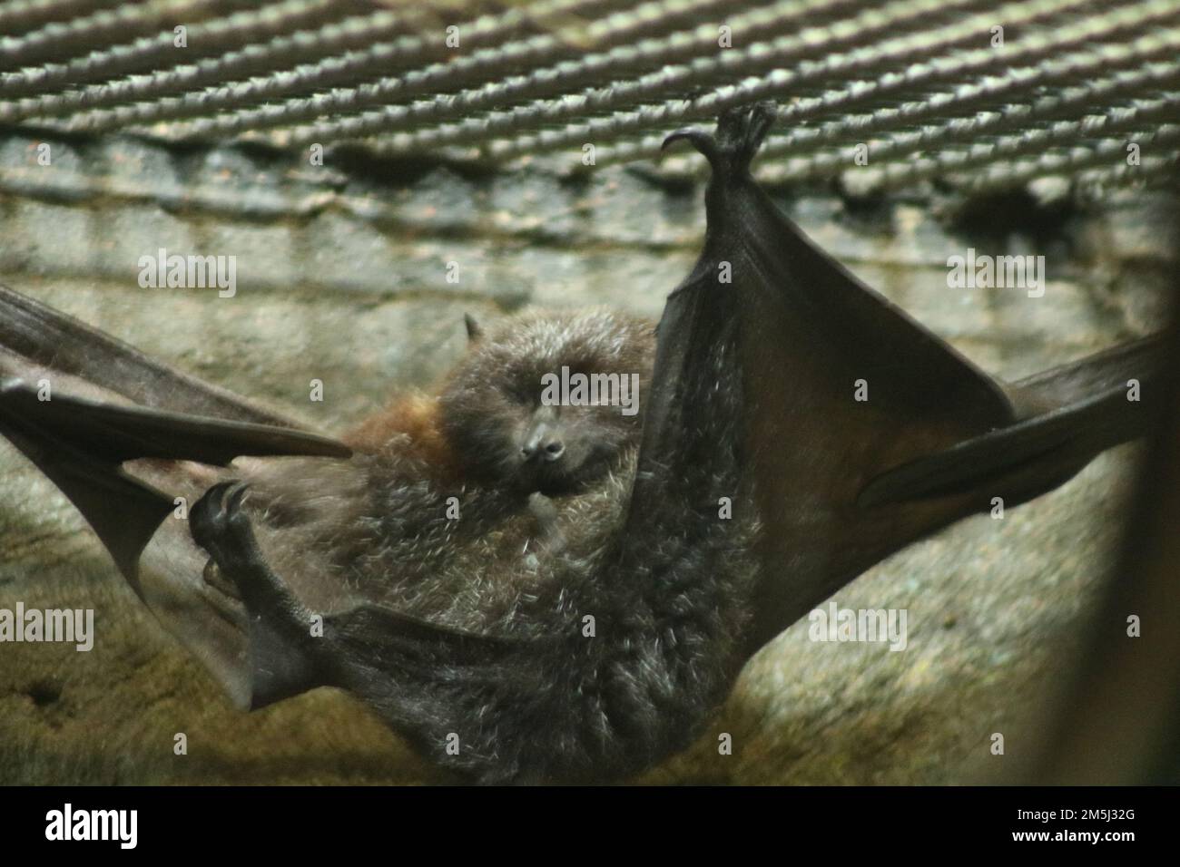 A fruit bat or a Megachiroptera (Pteropodidae) resting in a zoo cage on ...