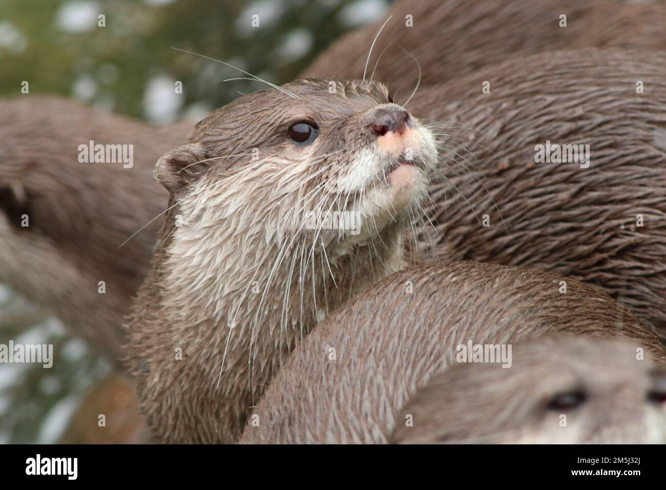 A group of cute otters (Lutrinae) in a zoo cage on the blurred ...