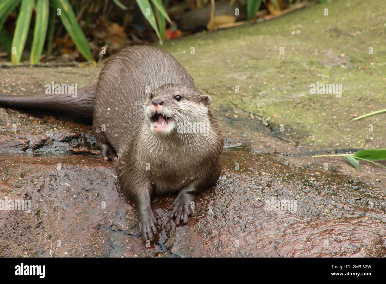 A cute otter (Lutrinae) resting in a zoo cage on the blurred background ...