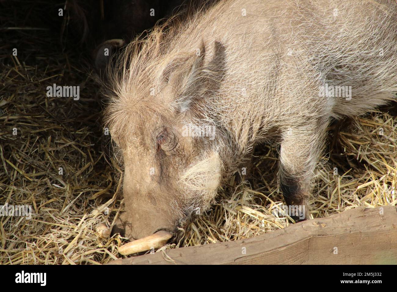 A Wild boar (Sus scrofa) eating dried grass in a zoo cage on the ...