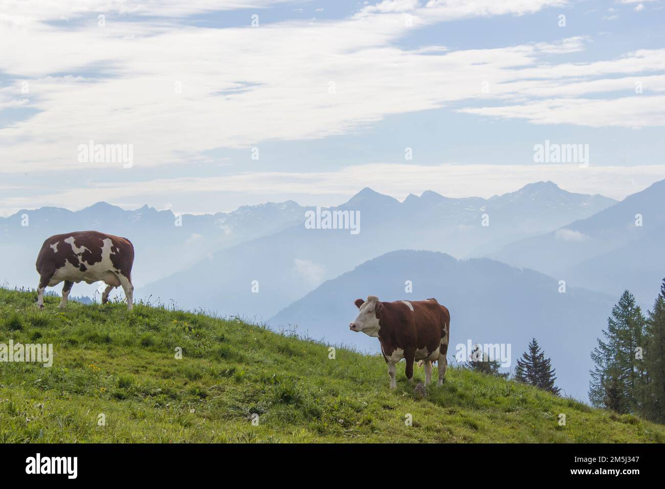 cows at an alpine meadow - landscape of Lienz Dolomites in Austria ...