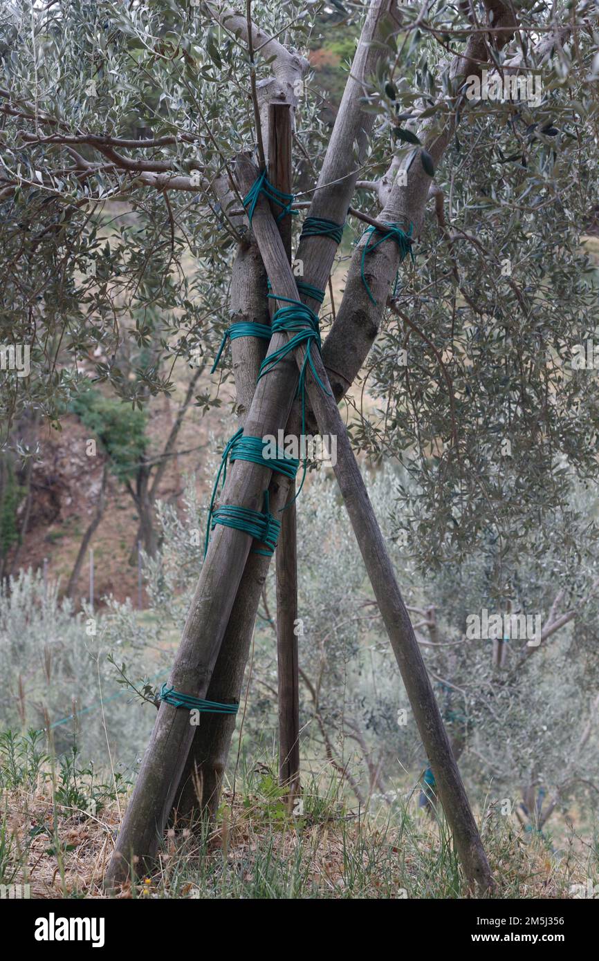 Rope around a pole hi-res stock photography and images - Alamy