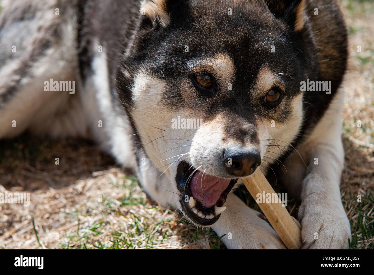 A horizontal closeup of a black and white Shiba Inu on grass with an ...