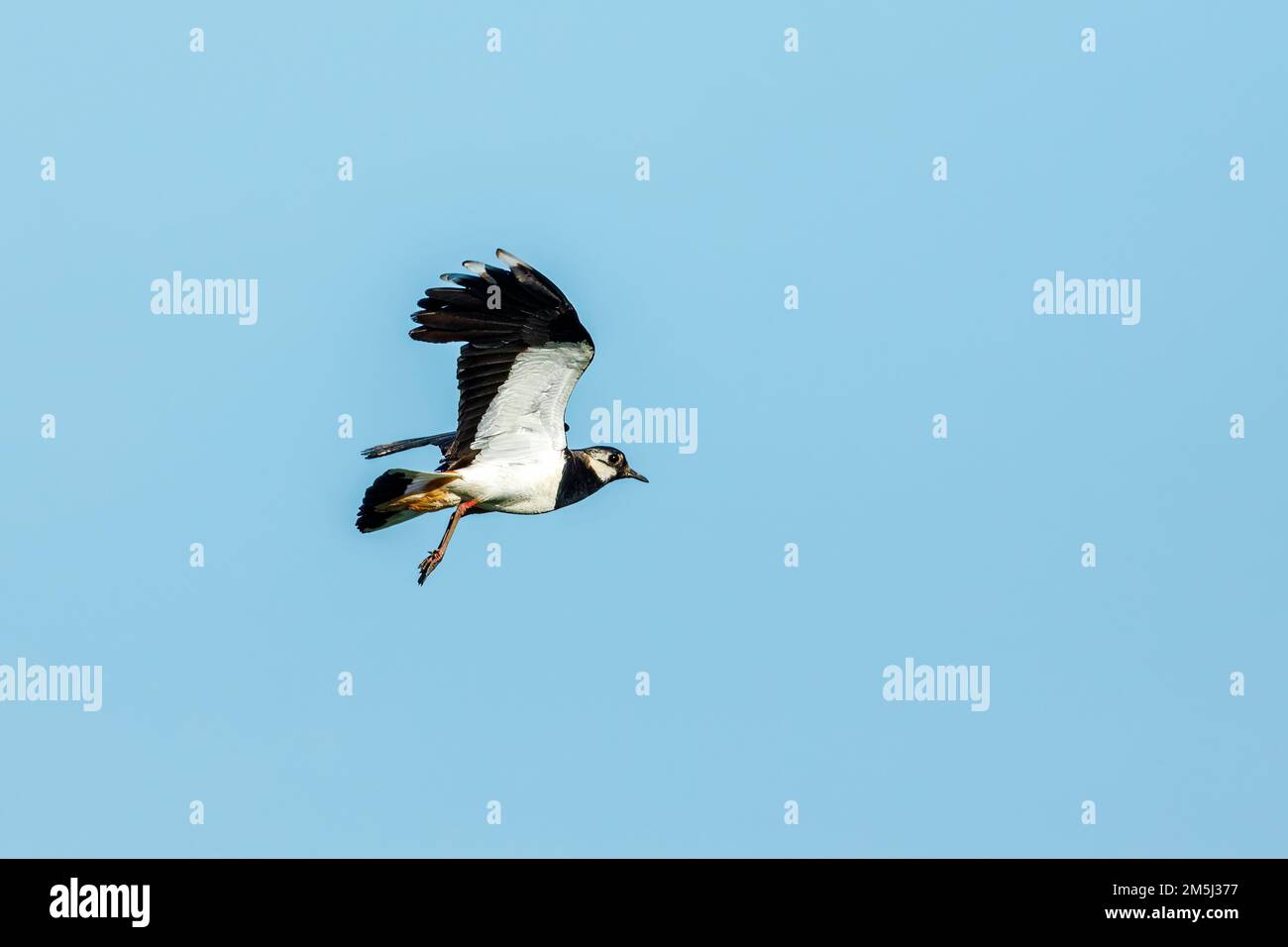 Lapwing bird in flight hi-res stock photography and images - Alamy