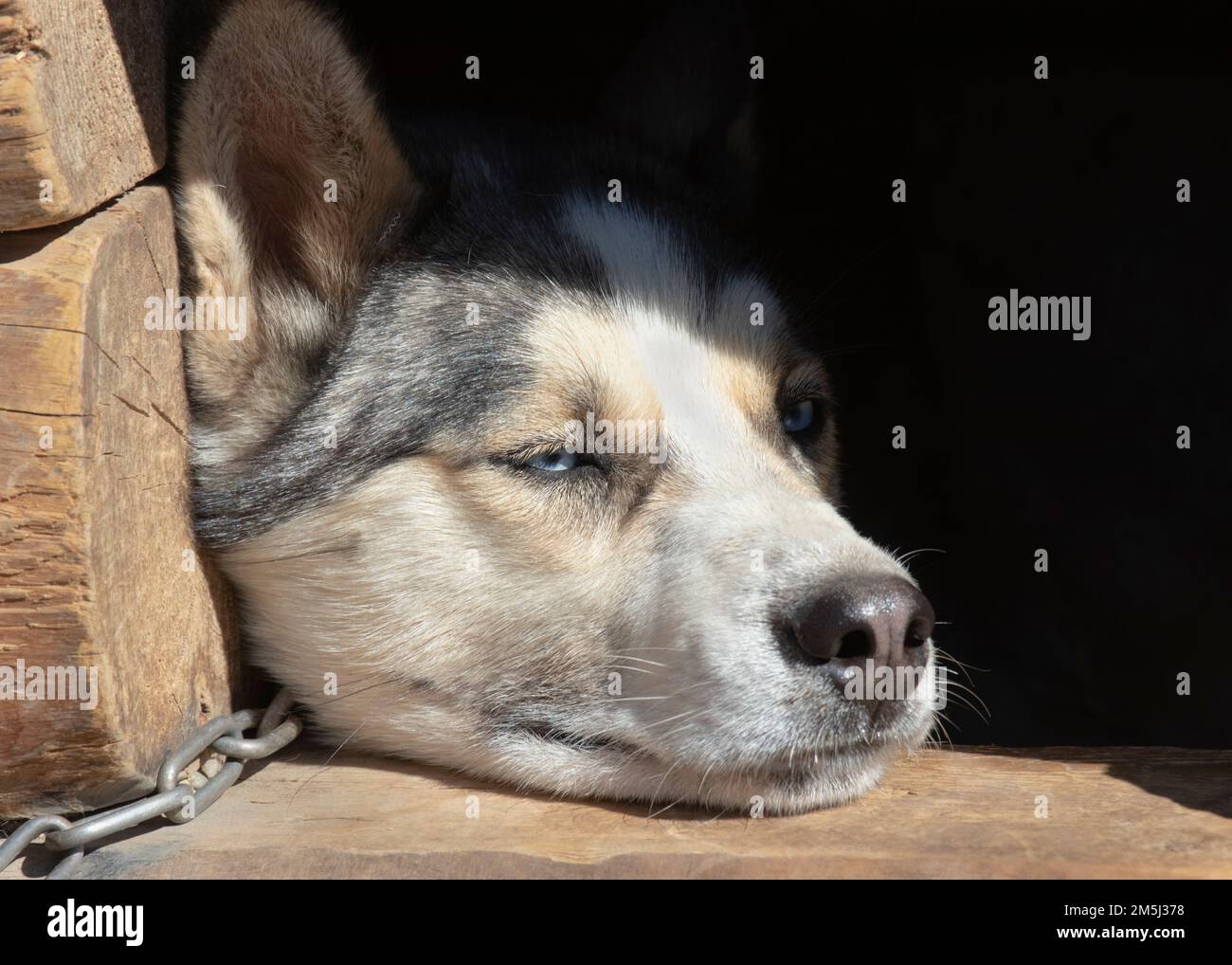 Alaskan Husky dog rests in kennel with head against logs and with ear ...
