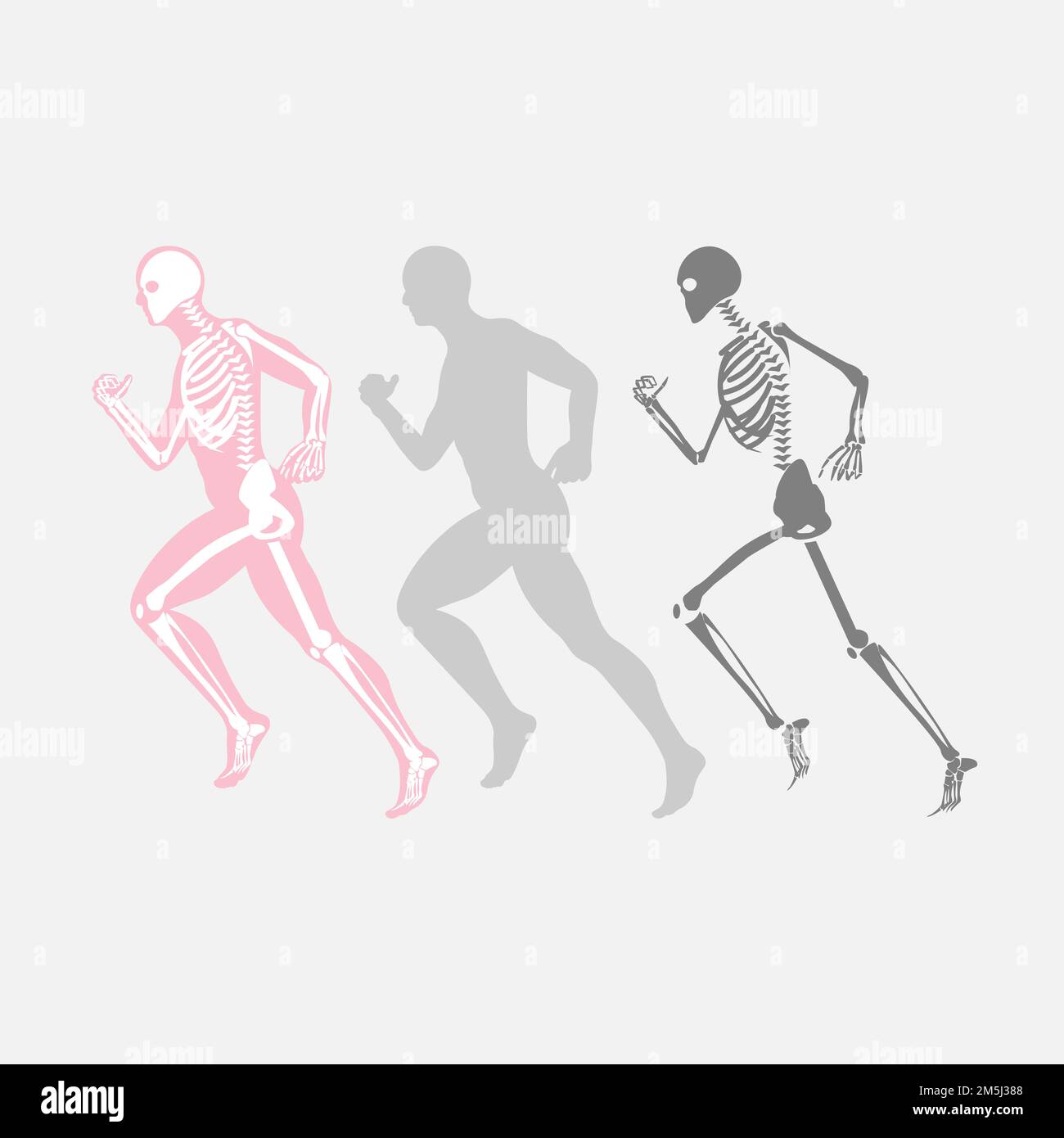Running posture human skeletal system and muscular system vector image ...