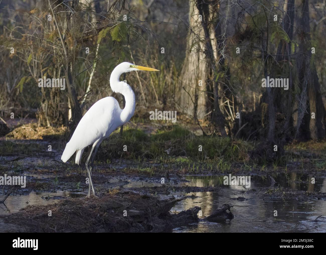 Great Egret All white feathers stands on the bank of the Louisiana ...