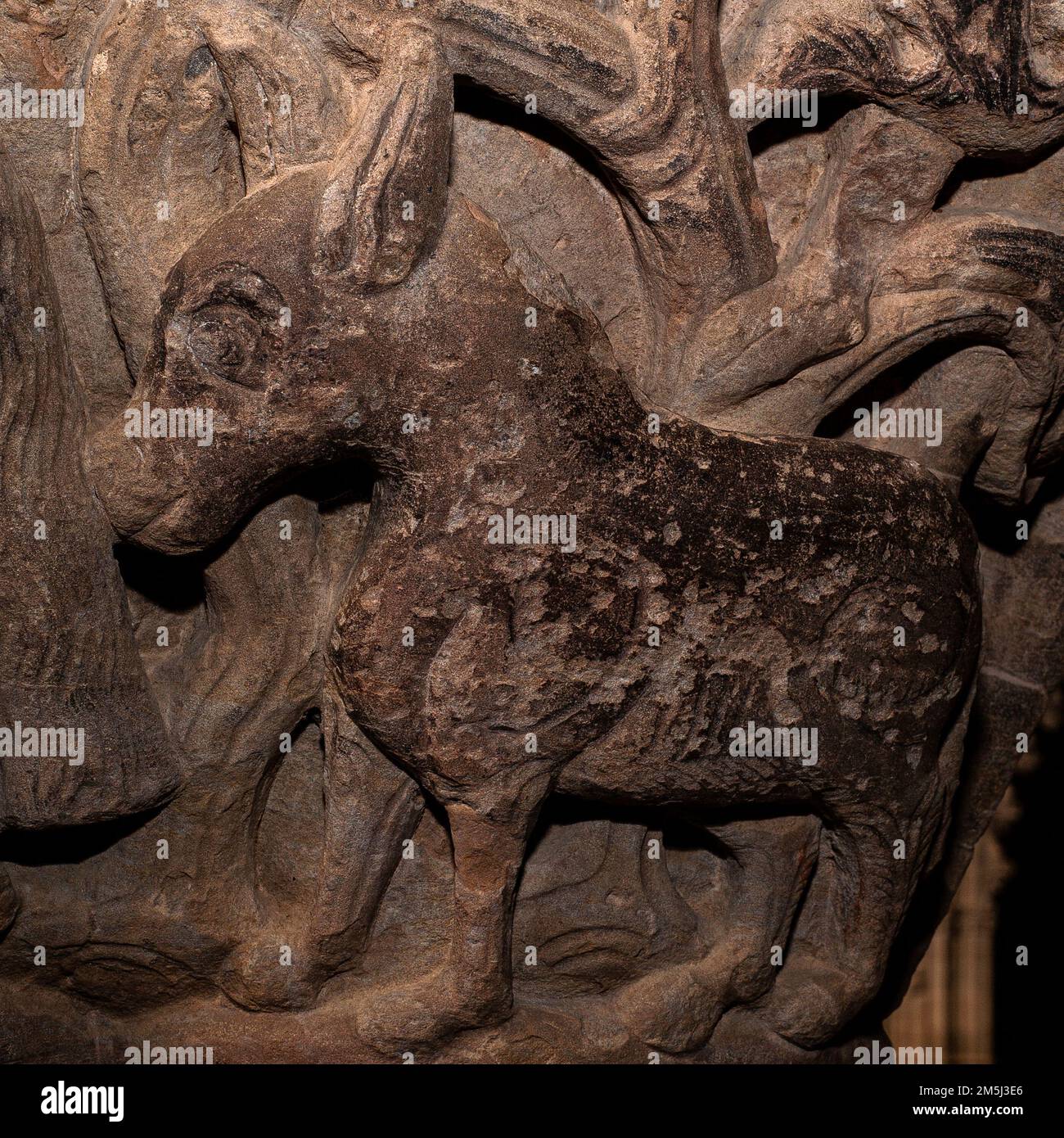 Palm Sunday: the colt or foal of an adult donkey walks behind its ...