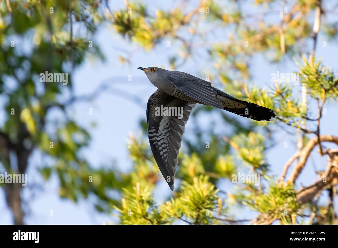 Cuckoo flight hi-res stock photography and images - Alamy