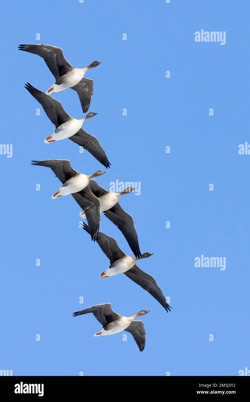 Bean goose flight hi-res stock photography and images - Alamy