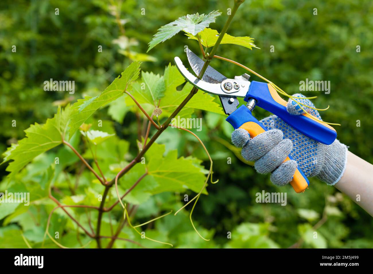 gardener cuts a branch of grapes with scissors Stock Photo - Alamy