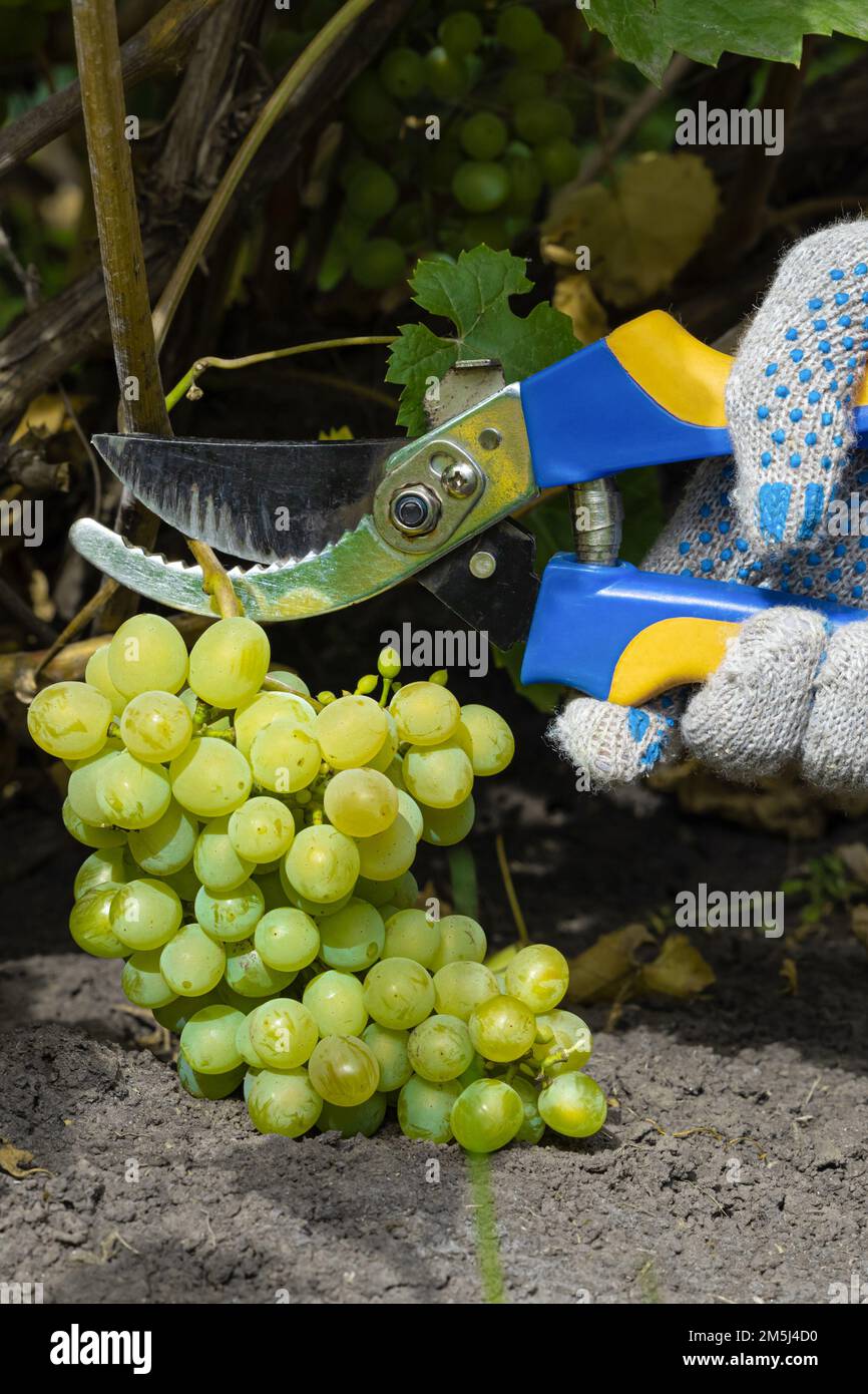 pruner cuts a bunch of grapes from a branch Stock Photo - Alamy