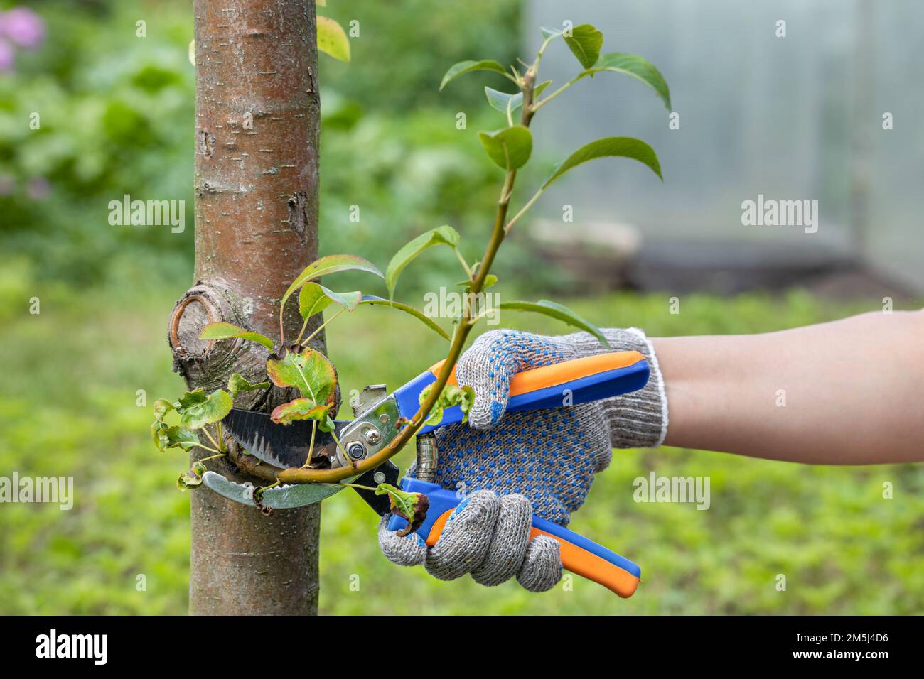 gardener cuts a branch on an apple tree with scissors Stock Photo - Alamy
