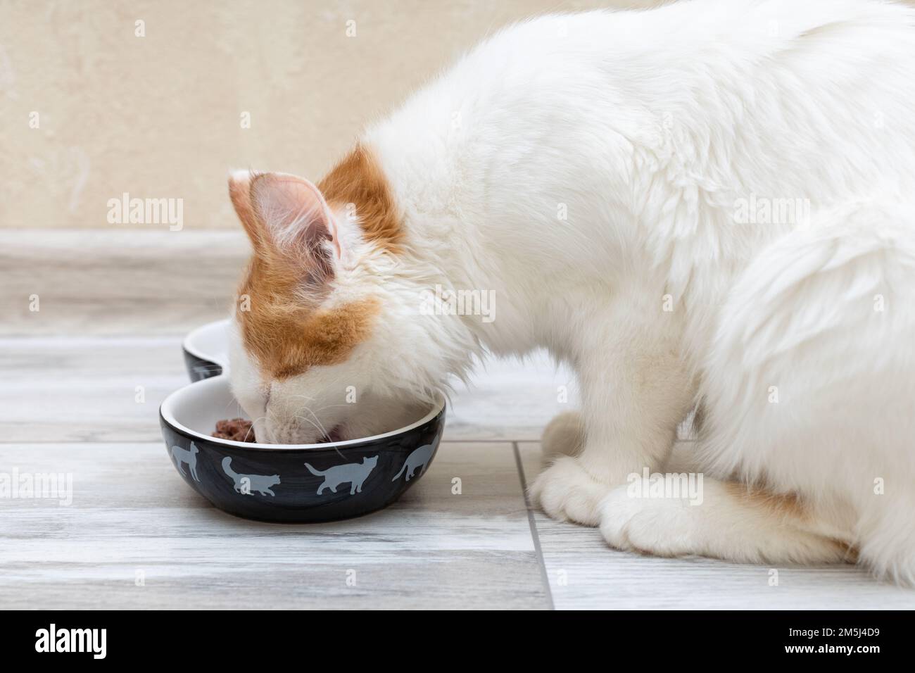 Homemade cat eats food from hi-res stock photography and images - Alamy