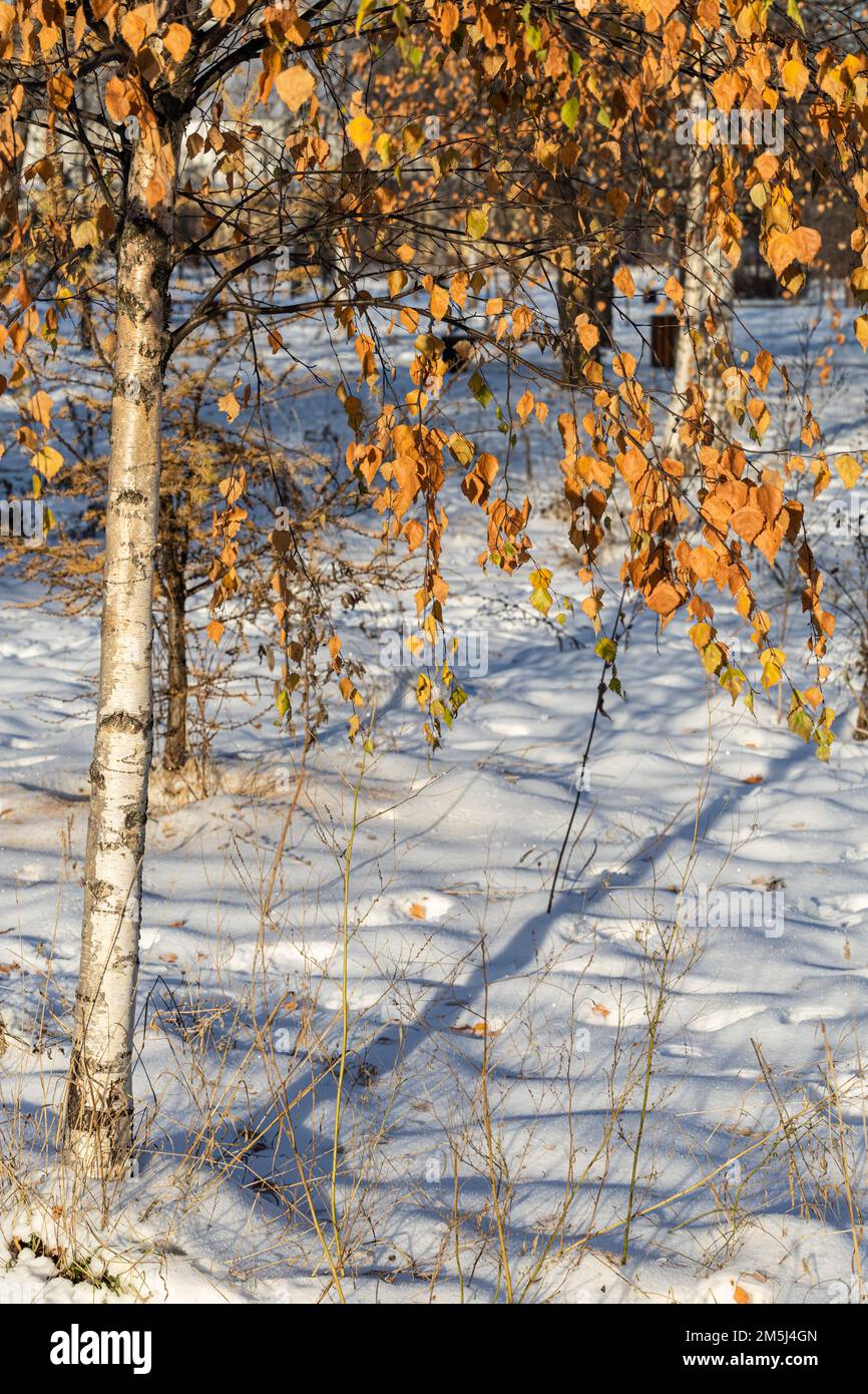 Snow orange tree hi-res stock photography and images - Alamy