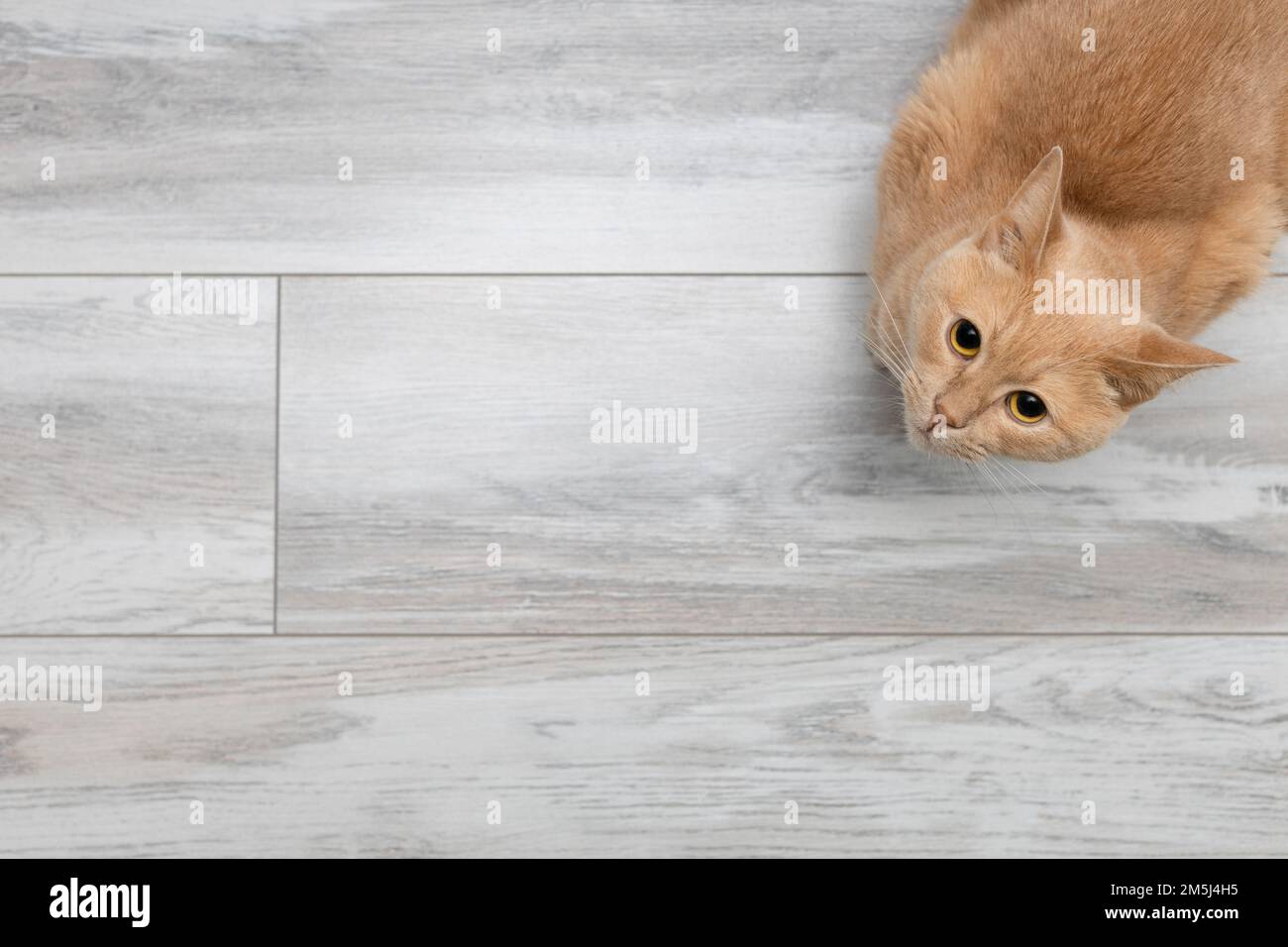 background with domestic cat sitting on the floor Stock Photo - Alamy