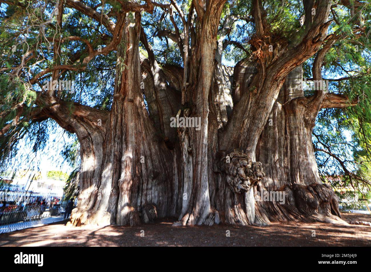 Santa Maria El Tule, Mexico. 28th Dec, 2022. General View of the gigantic and unique juniper ...