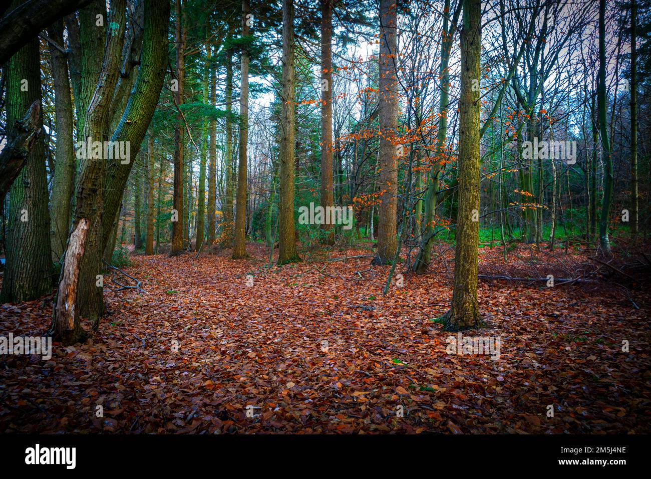 Autumnal woodland in Kent, UK Stock Photo - Alamy