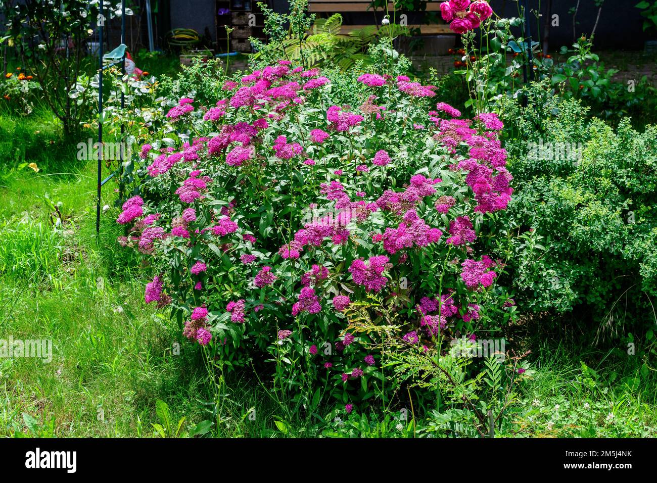 Large bush with delicate pink flowers of Spiraea nipponica genpei shrub ...
