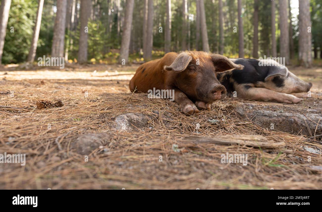 A selective of pigs resting on the ground in a forest Stock Photo - Alamy