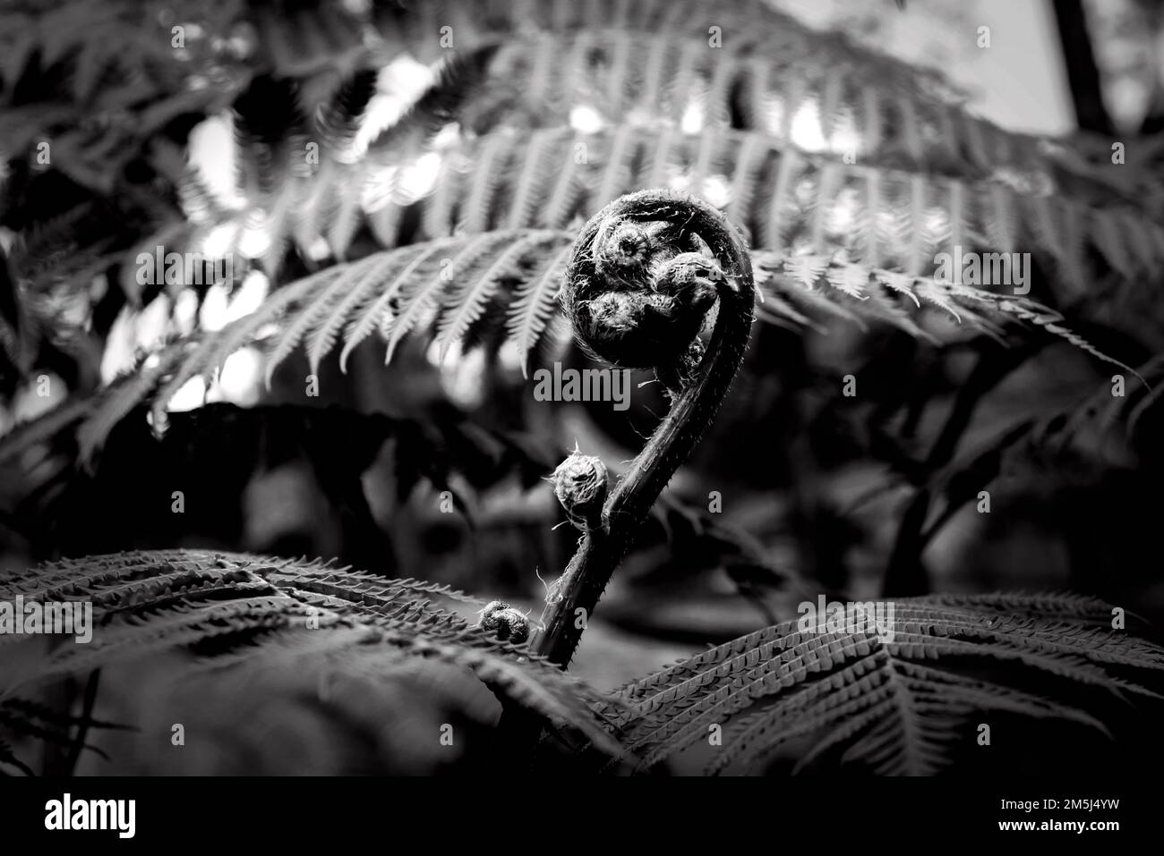 A grayscale of fern leaves in a forest Stock Photo - Alamy