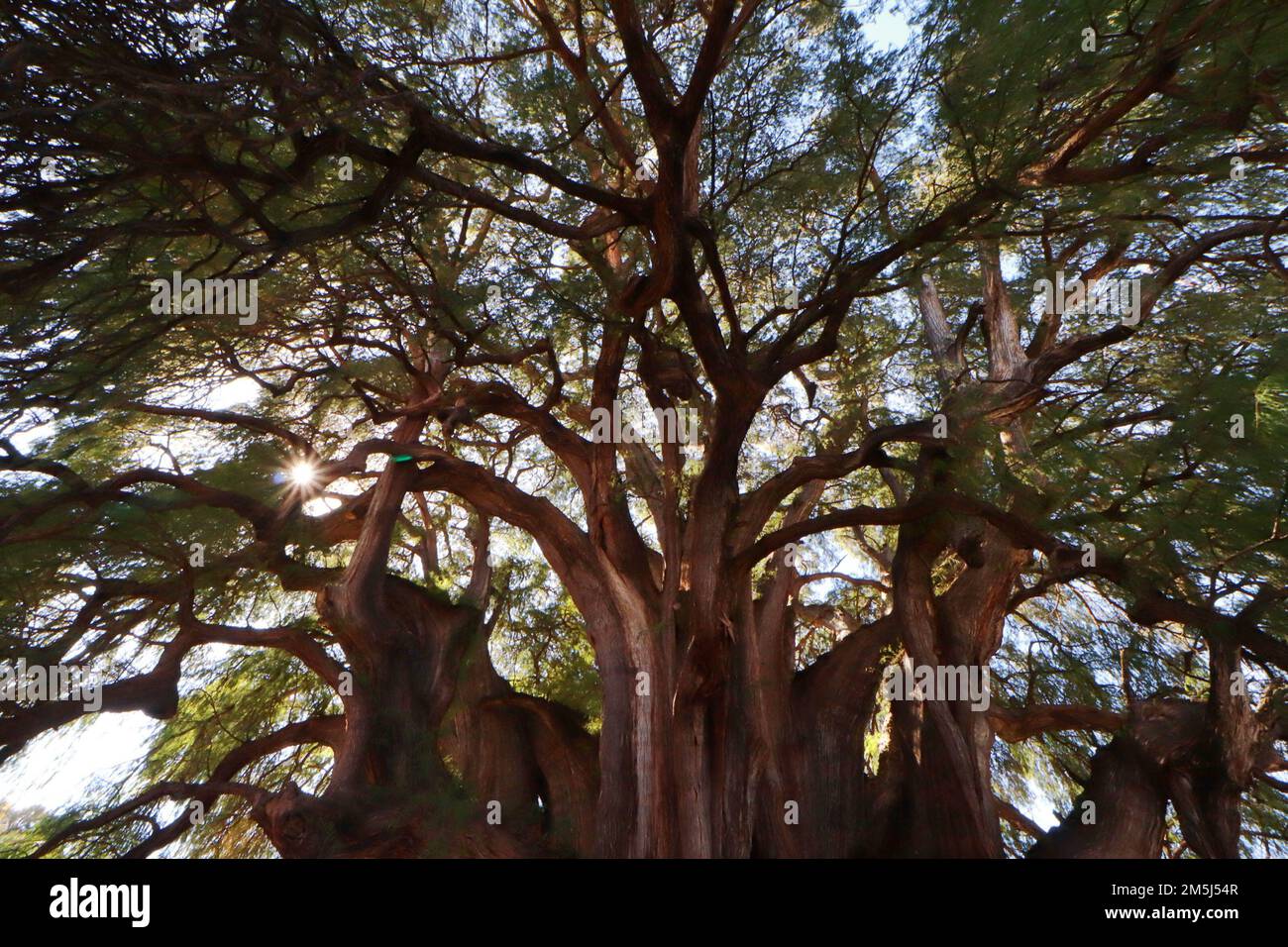 Santa Maria El Tule, Mexico. 28th Dec, 2022. General View of the gigantic and unique juniper ...