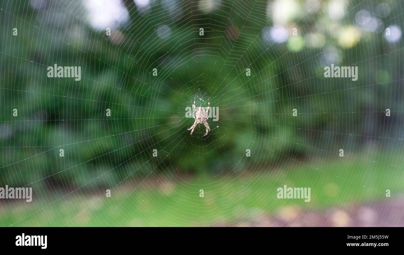 Spider on web Stock Photo - Alamy