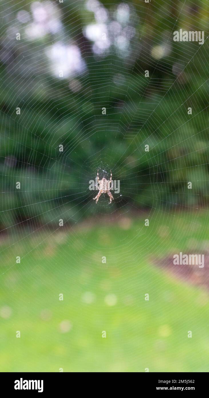 Spider on web Stock Photo - Alamy