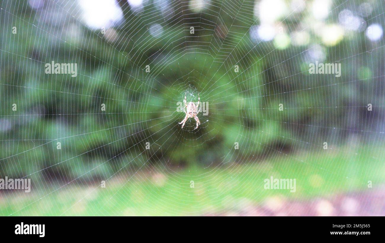 Spider on web Stock Photo - Alamy