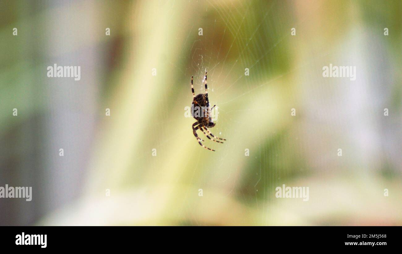 Spider on web Stock Photo - Alamy