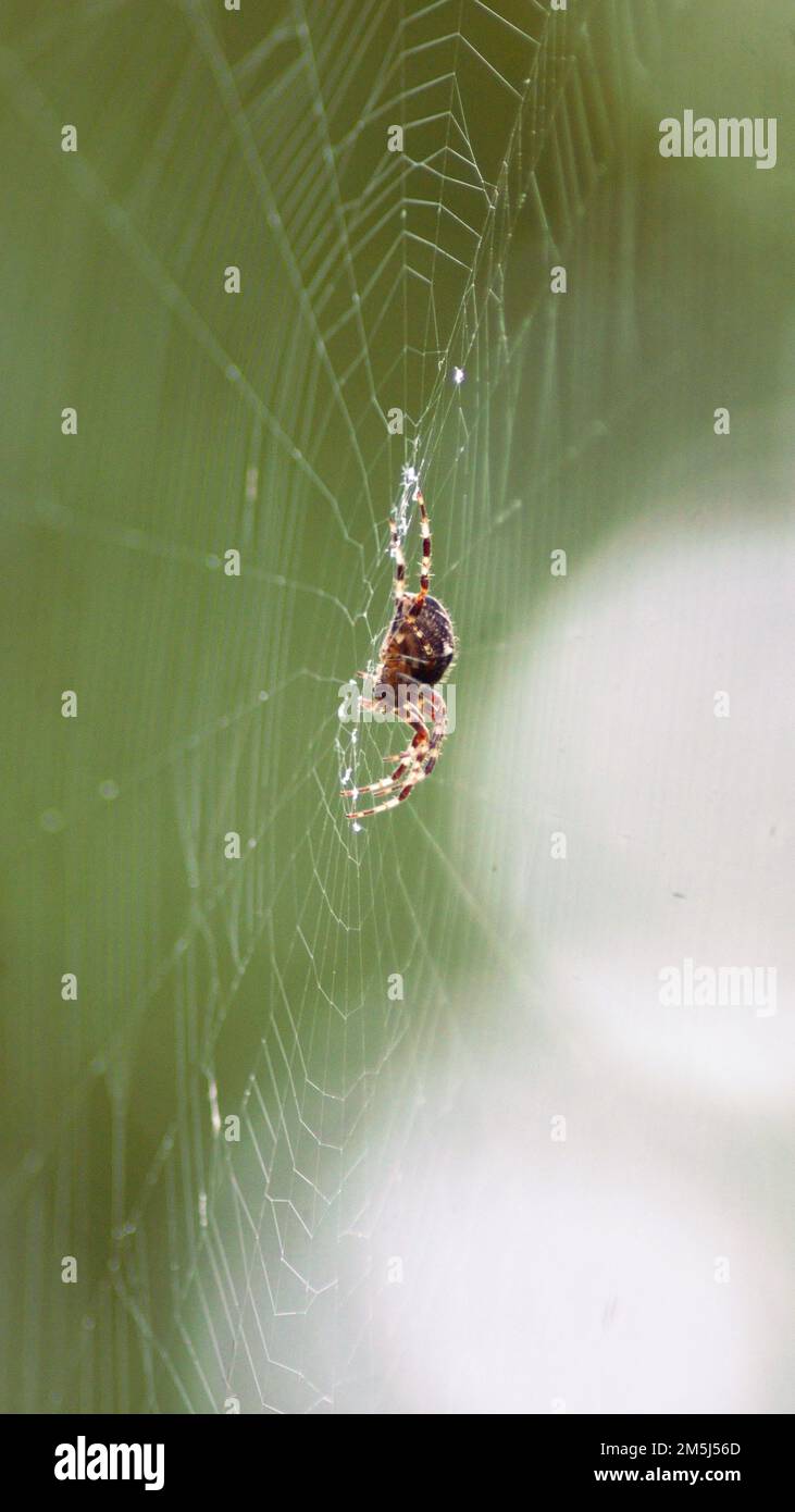 Spider on web Stock Photo - Alamy