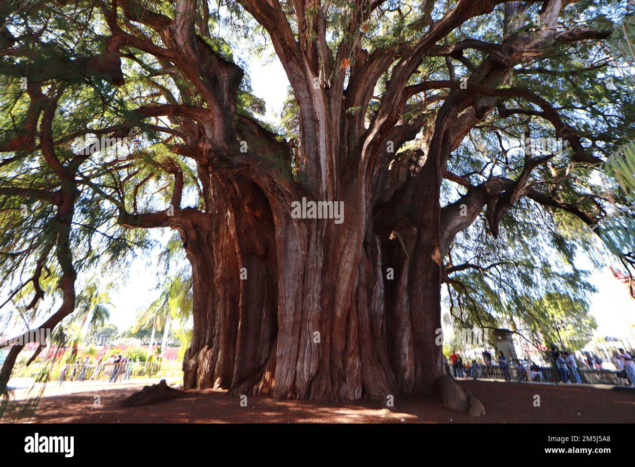 Santa Maria El Tule, Mexico. 28th Dec, 2022. General View of the gigantic and unique juniper ...