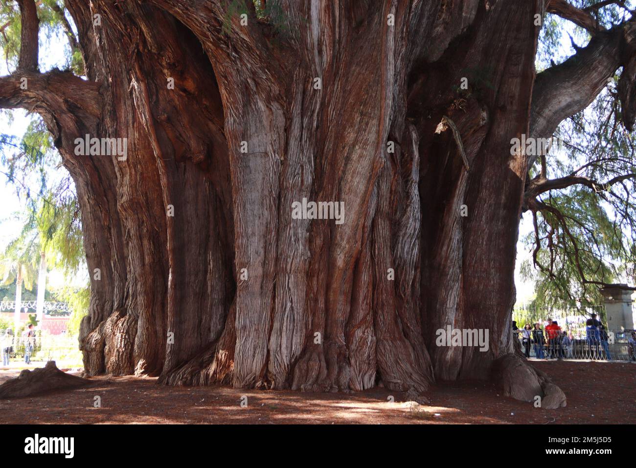 December 28, 2022, Santa Maria El Tule, Mexico: General View of the ...