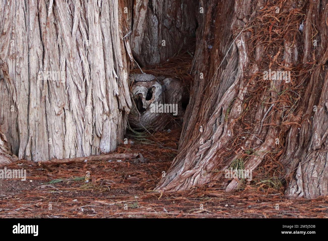 December 28, 2022, Santa Maria El Tule, Mexico: General View of the gigantic and unique juniper ...
