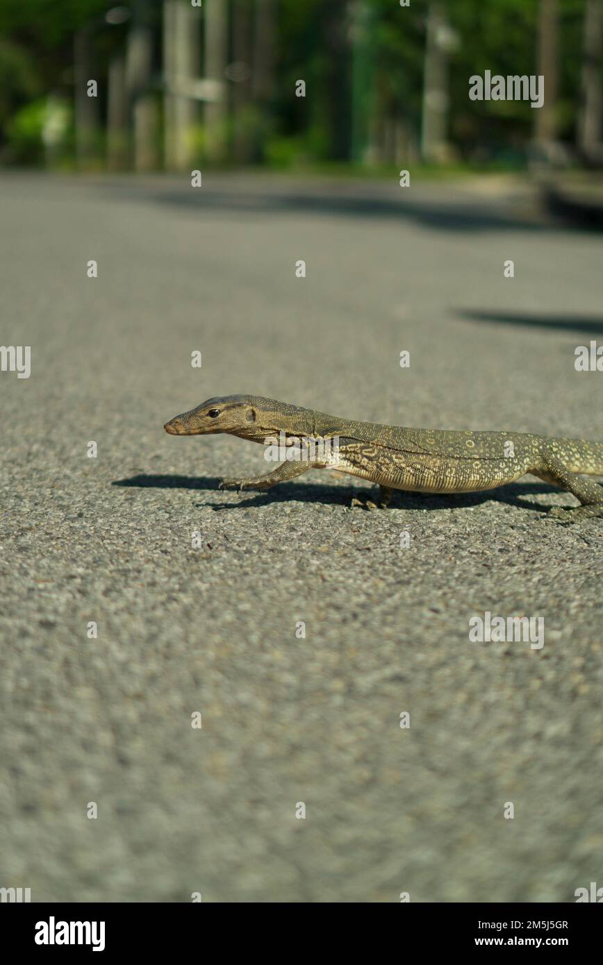 Baby lizard in Bangkok, Thailand Stock Photo - Alamy