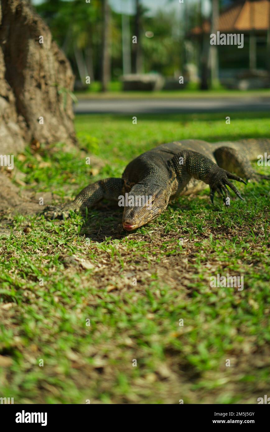 Lizard in Bangkok, Thailand Stock Photo - Alamy