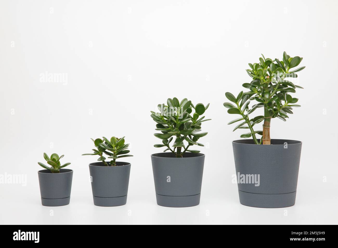 four plants different sizes of crassula ovata or money or jade tree in ...