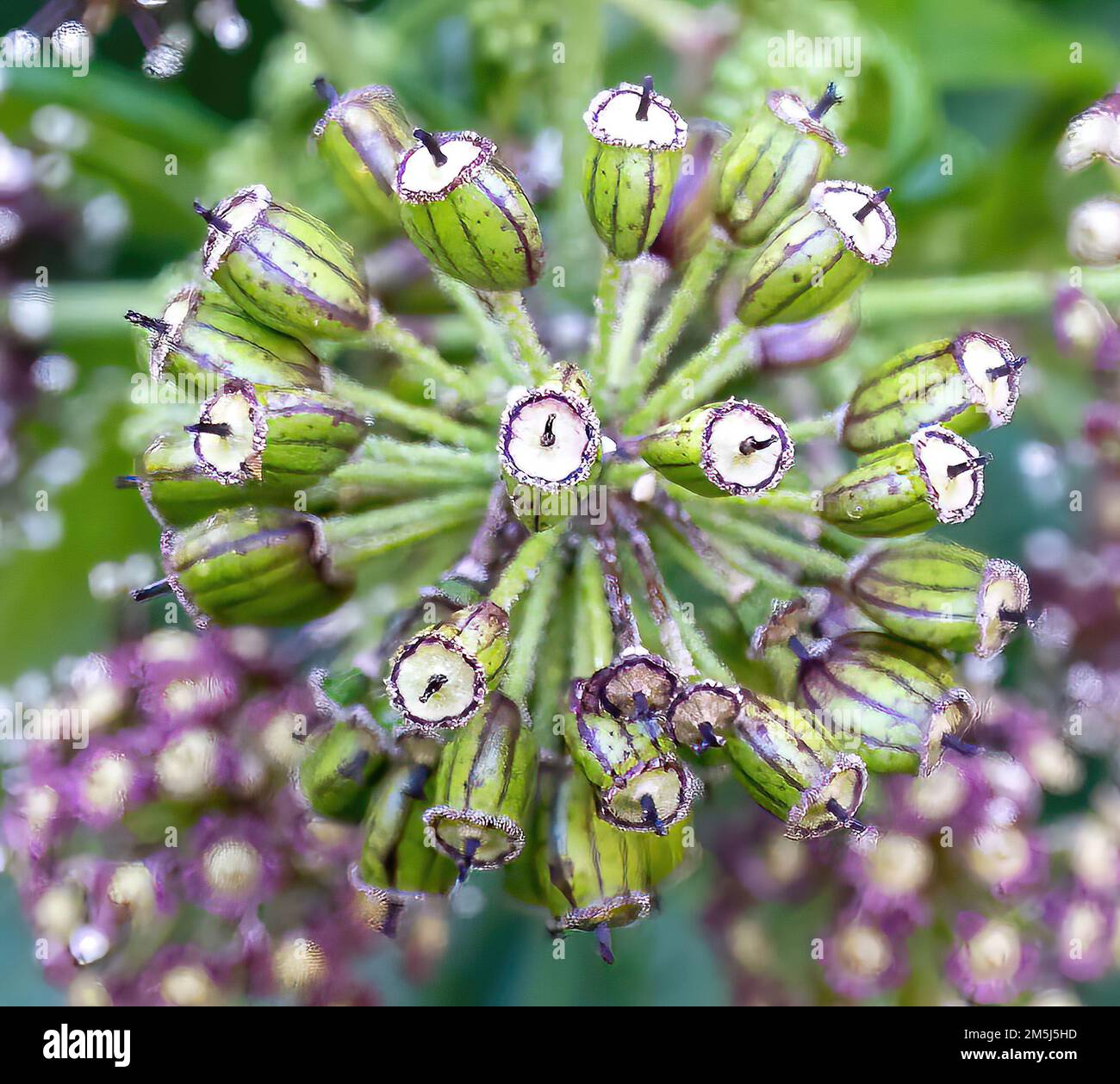 A bush of Kalanchoe delagoensis (Bryophyllum delagoense), mother of ...