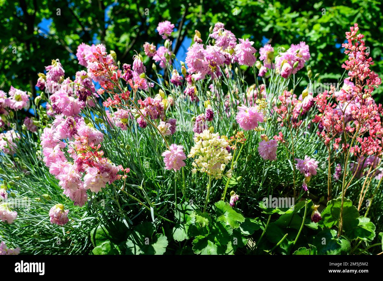 Close up of many small delicate vivid pink carnation flowers (Dianthus ...
