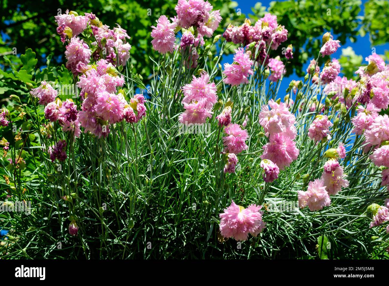 Close up of many small delicate vivid pink carnation flowers (Dianthus ...