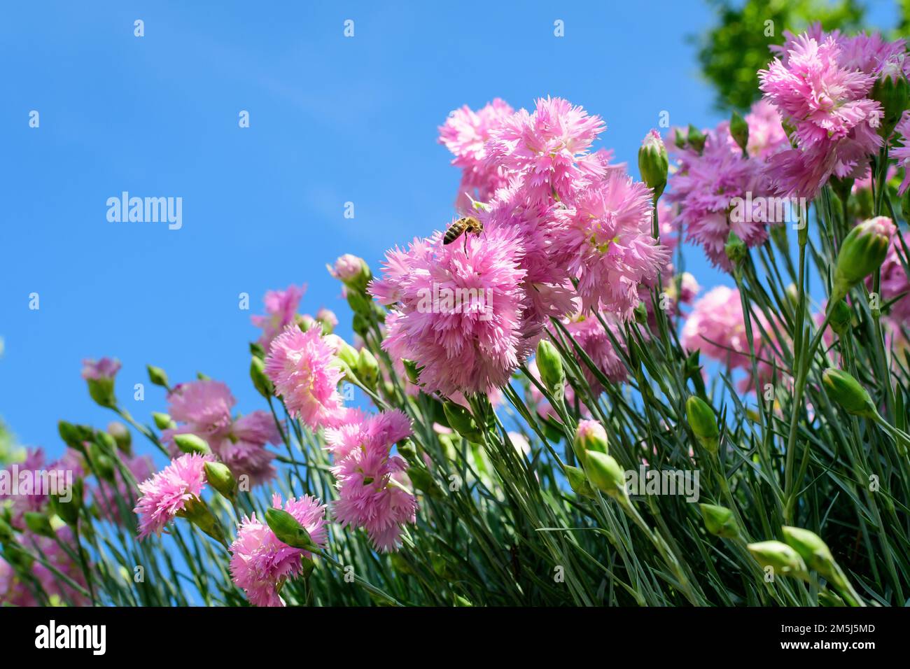 Close up of many small delicate vivid pink carnation flowers (Dianthus ...